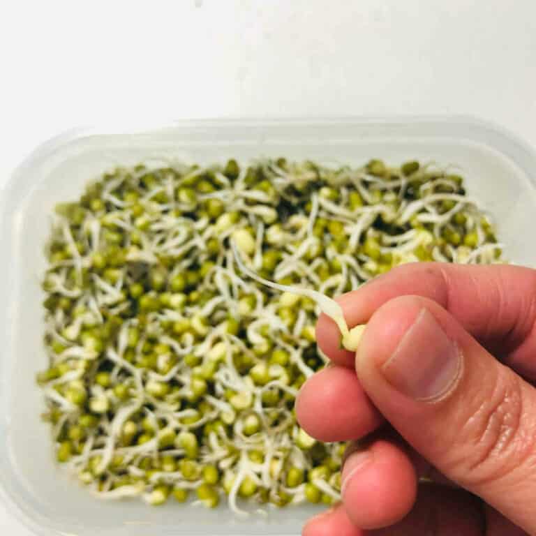 How to Sprout Mung Beans at Home (Easy Step-by-Step Guide)